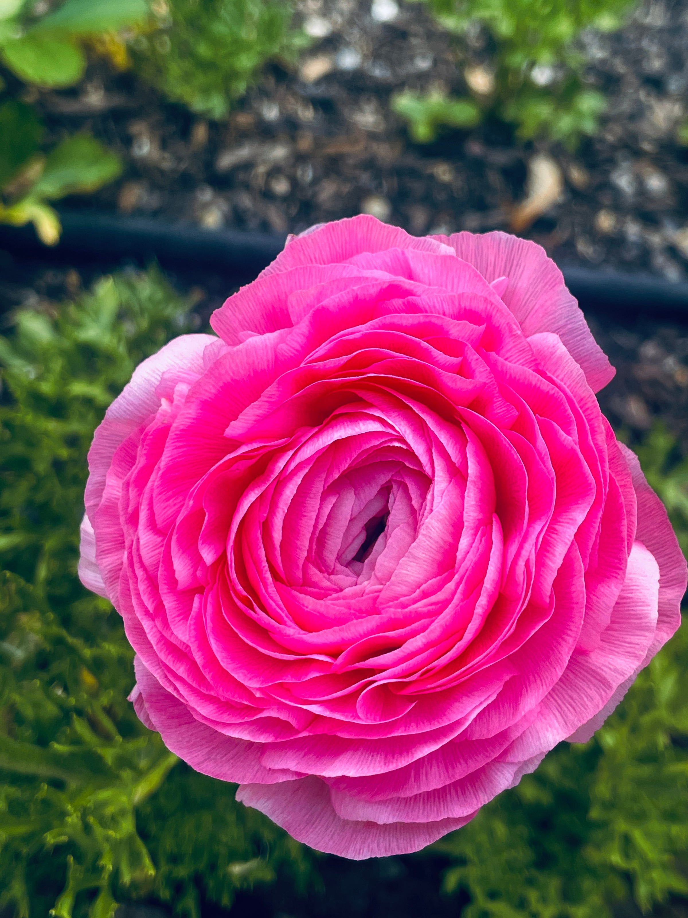 ranunculus farmer gracy