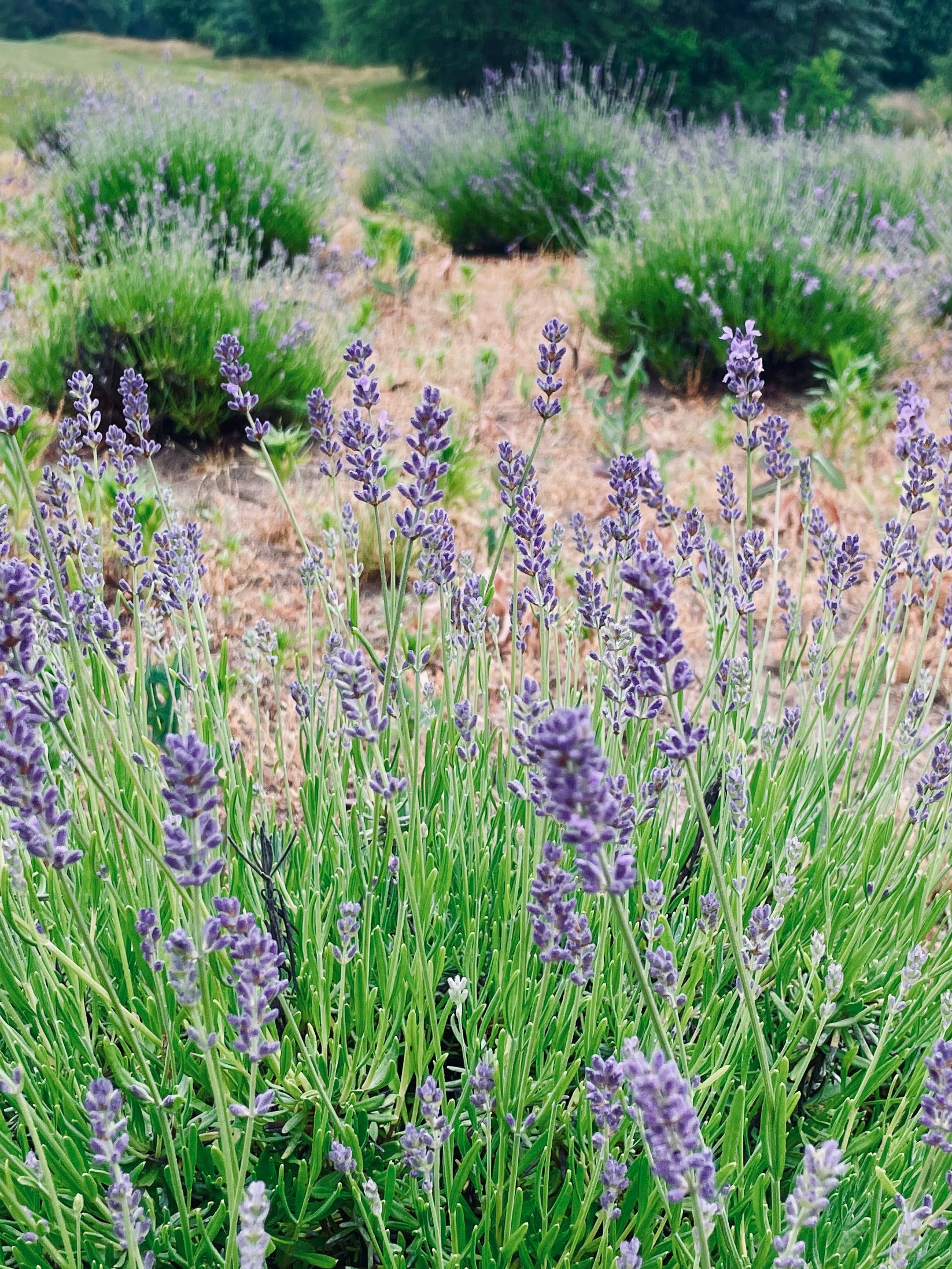 Indianapolis Flower Farm - Fresh Lavender | Fishers Flower Farm
